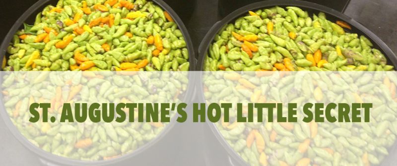 Minorcan Datil Pepper Products – The Cuisine of Old St. Augustine